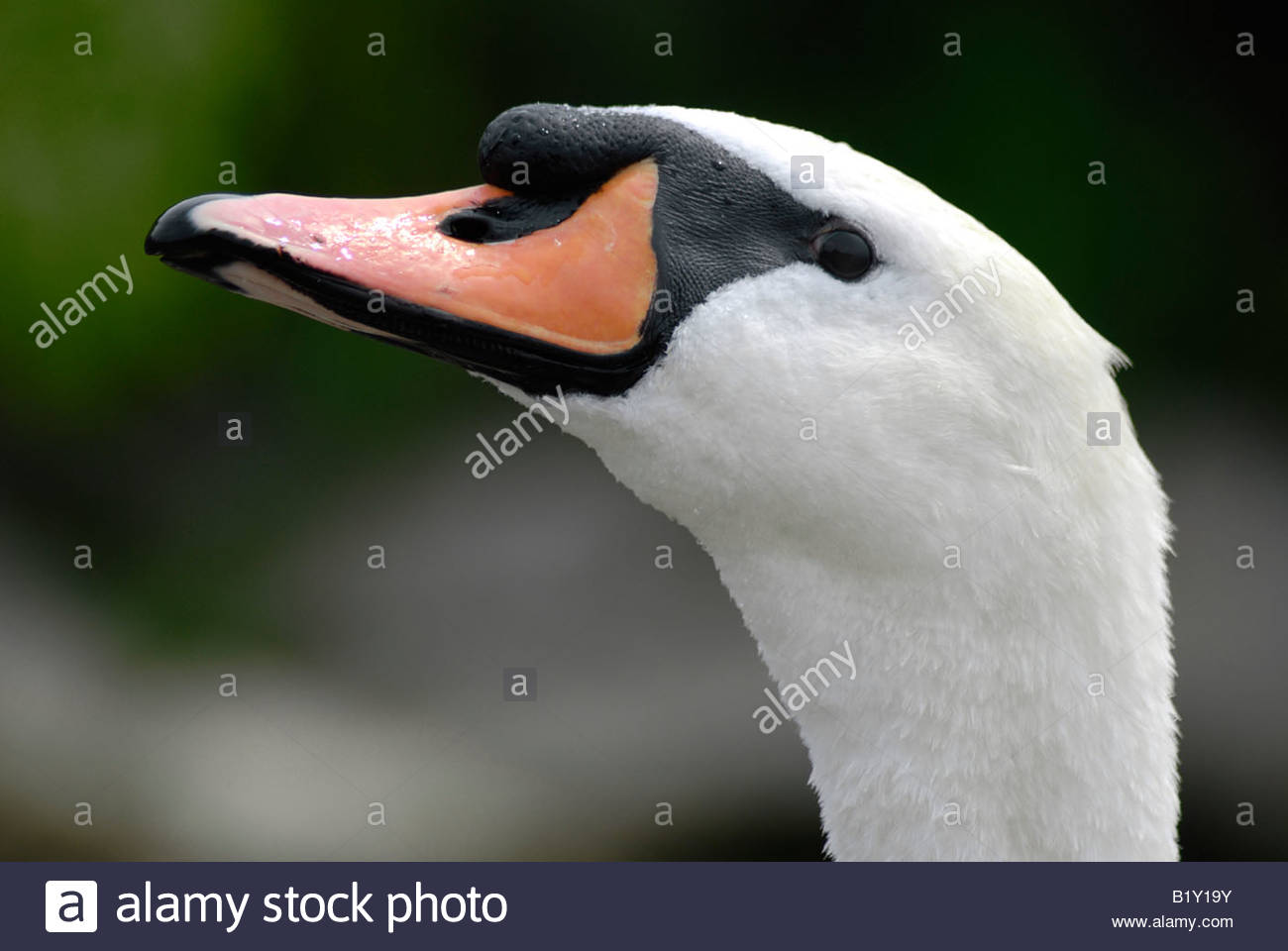 Swans Head Stock Photos & Swans Head Stock Images - Alamy