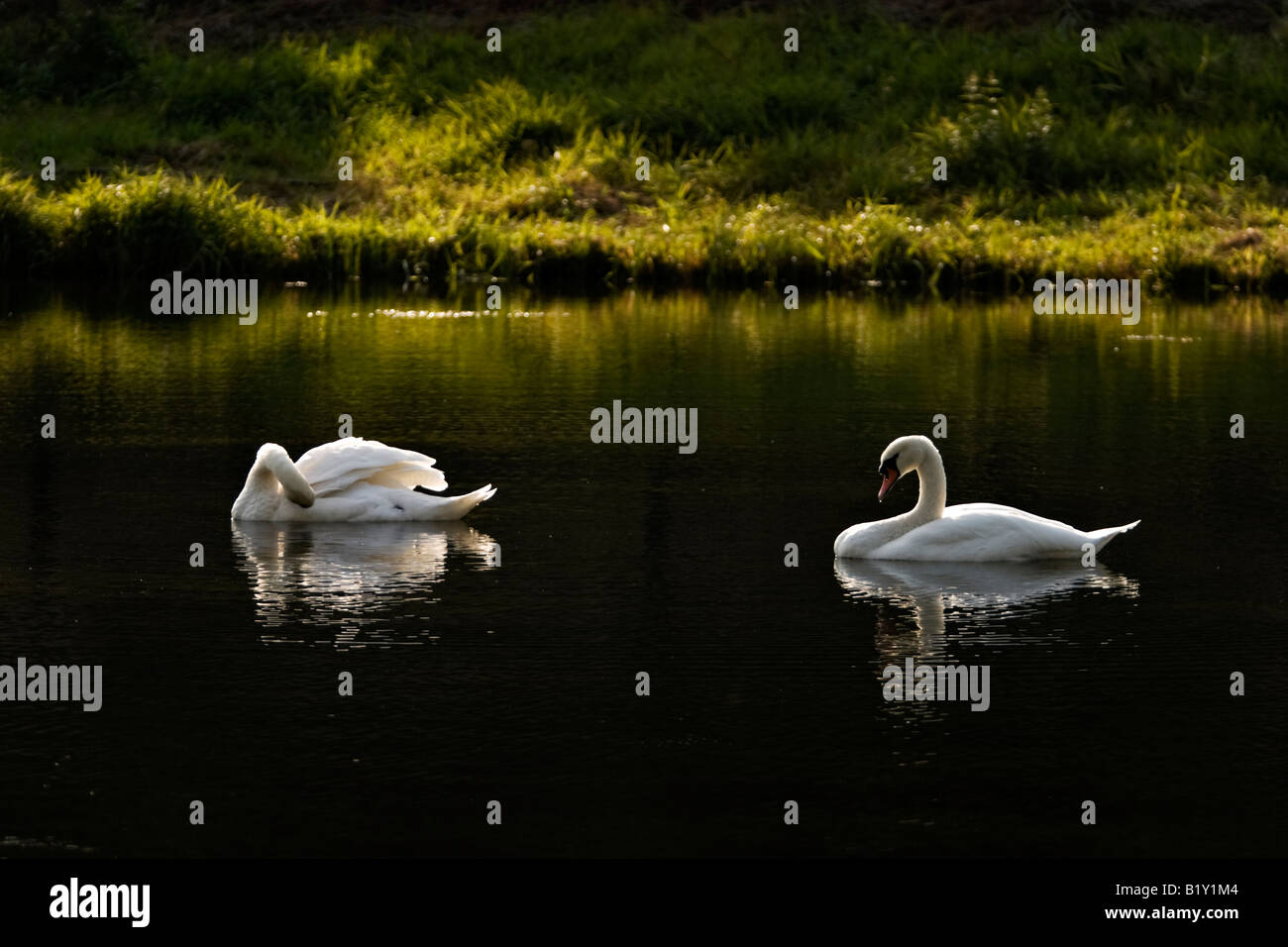 Two mute swans Stock Photo - Alamy