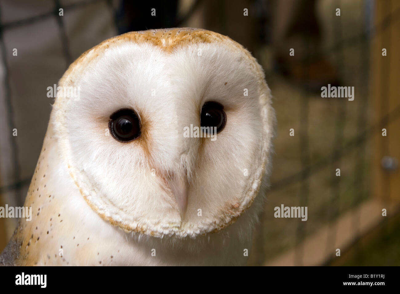 Close-up of the face of a Barn Owl Stock Photo - Alamy
