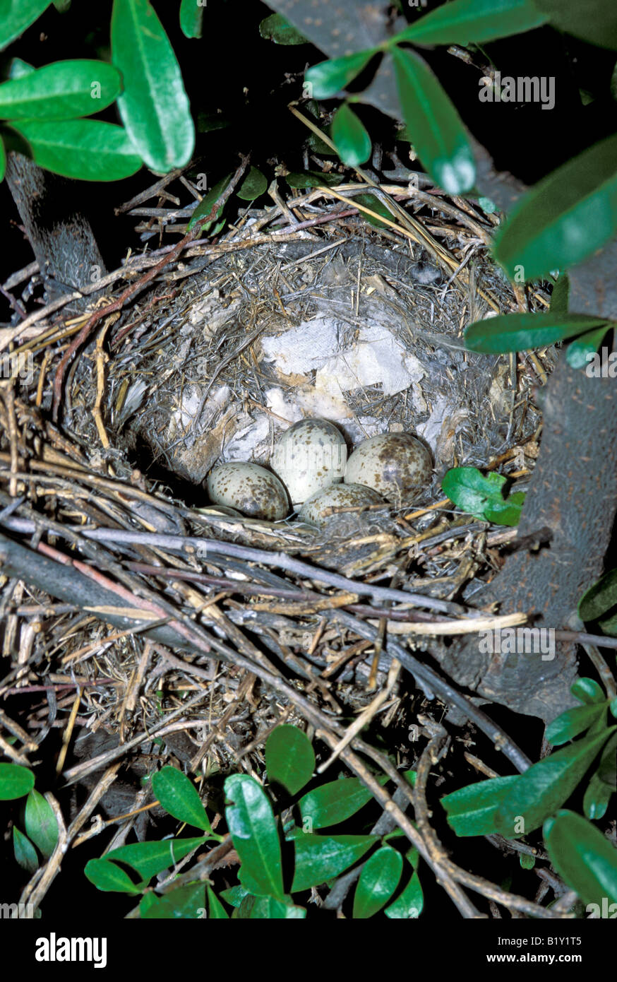 Loggerhead Shrike Lanius ludovicianus Tucson Pima County ARIZONA United ...