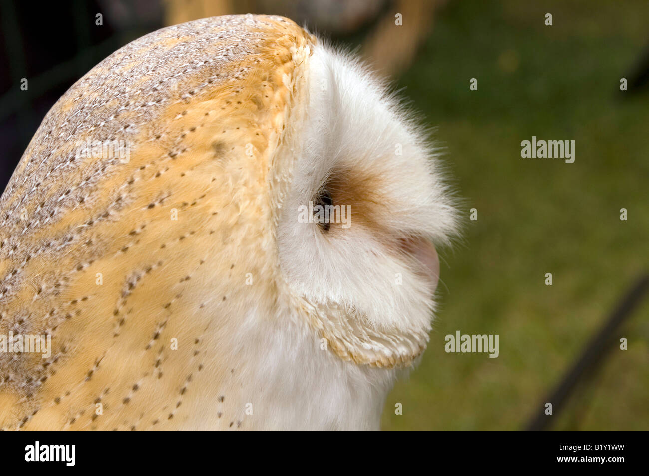 Close-up of the face of a Barn Owl Stock Photo - Alamy
