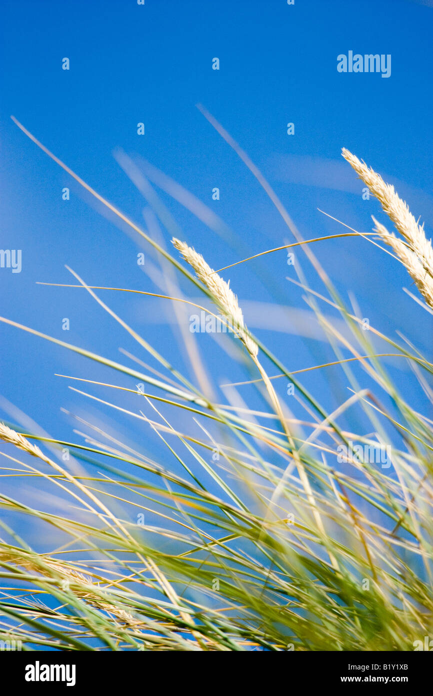 Coastal grass blowing in the wind Stock Photo - Alamy