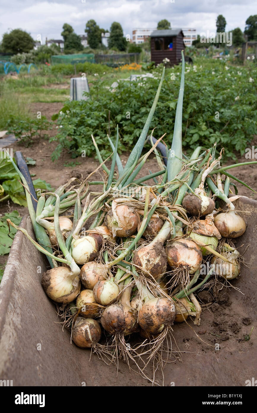 Diabetes boils hi-res stock photography and images - Alamy