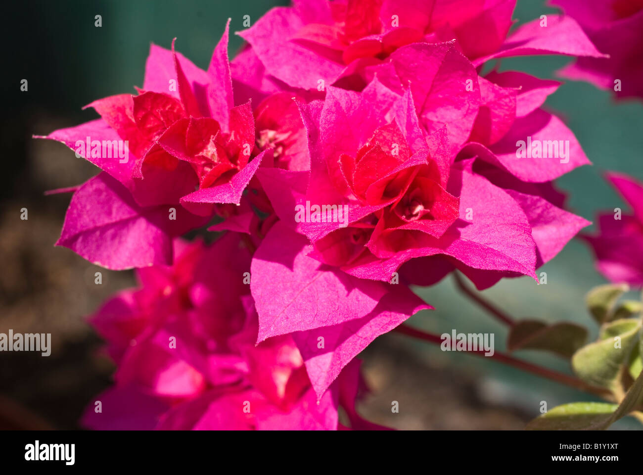Pink bougainvillea Princess Mahara flower bract in June Stock Photo - Alamy