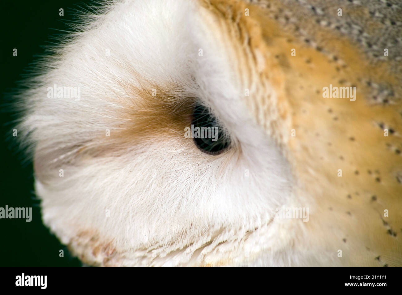 Close-up of the face of a Barn Owl Stock Photo - Alamy