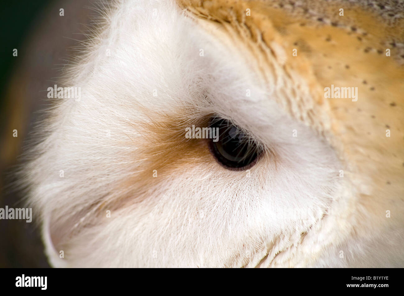Close-up of the face of a Barn Owl Stock Photo - Alamy