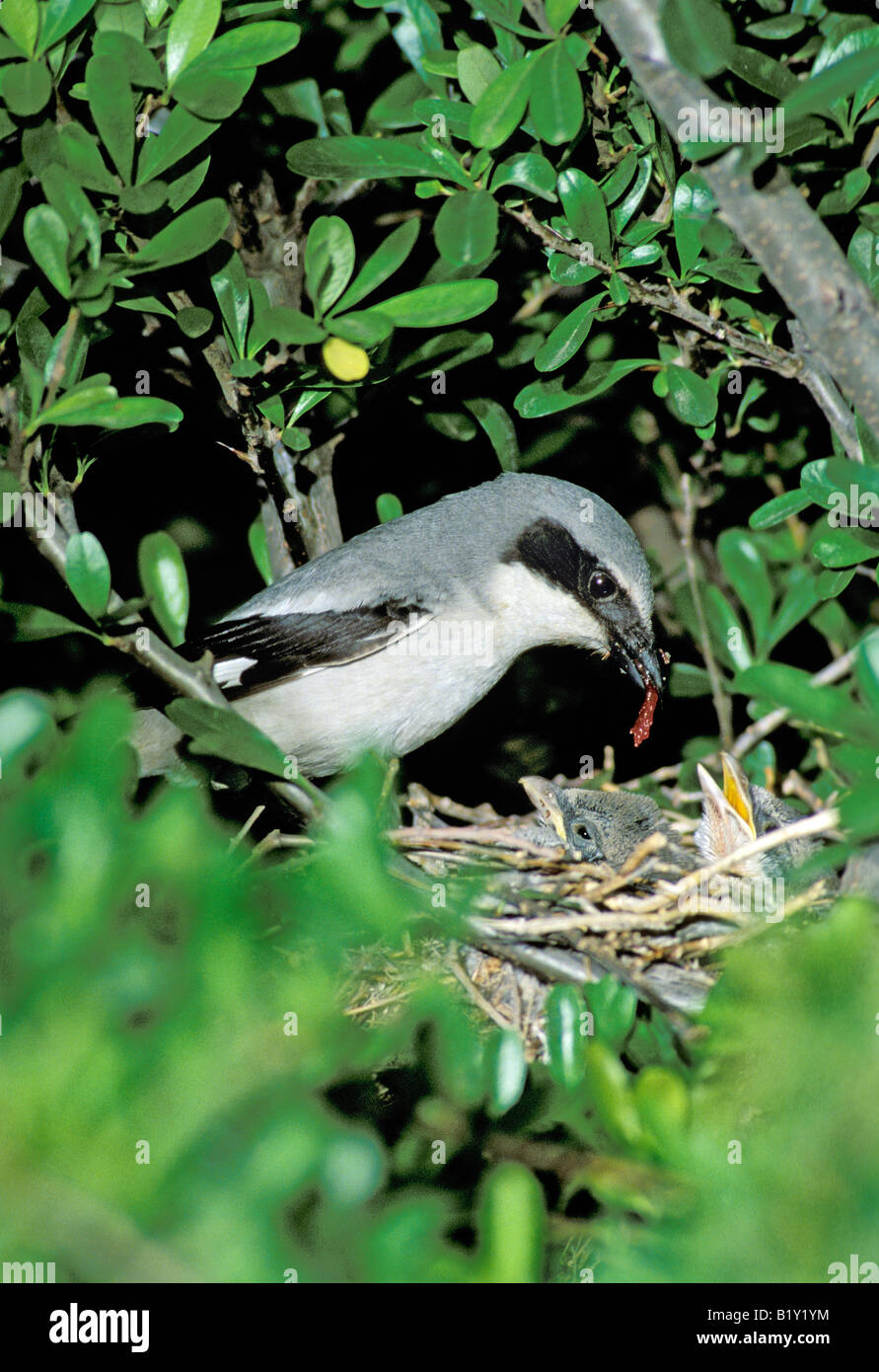 Loggerhead Shrike Lanius ludovicianus Stock Photo - Alamy