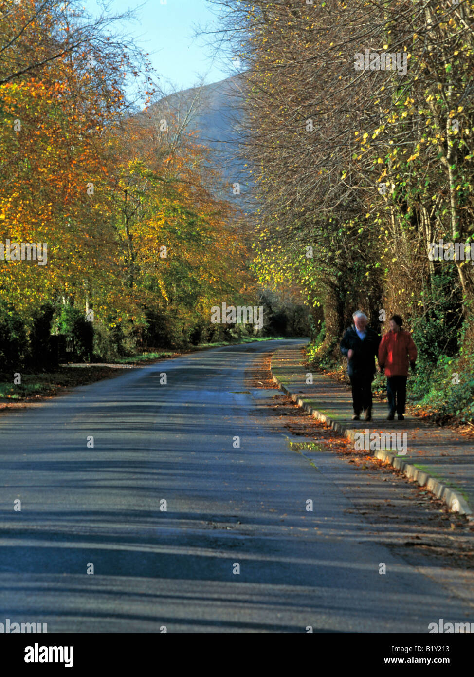 long tree lined country road in autumn colors Stock Photo - Alamy