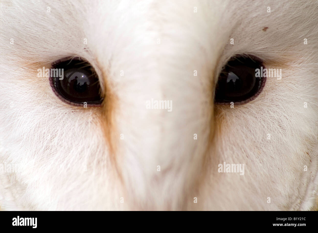 Close-up of the face of a Barn Owl Stock Photo - Alamy