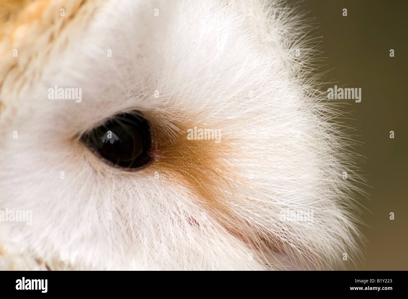 Close-up of the face of a Barn Owl Stock Photo - Alamy