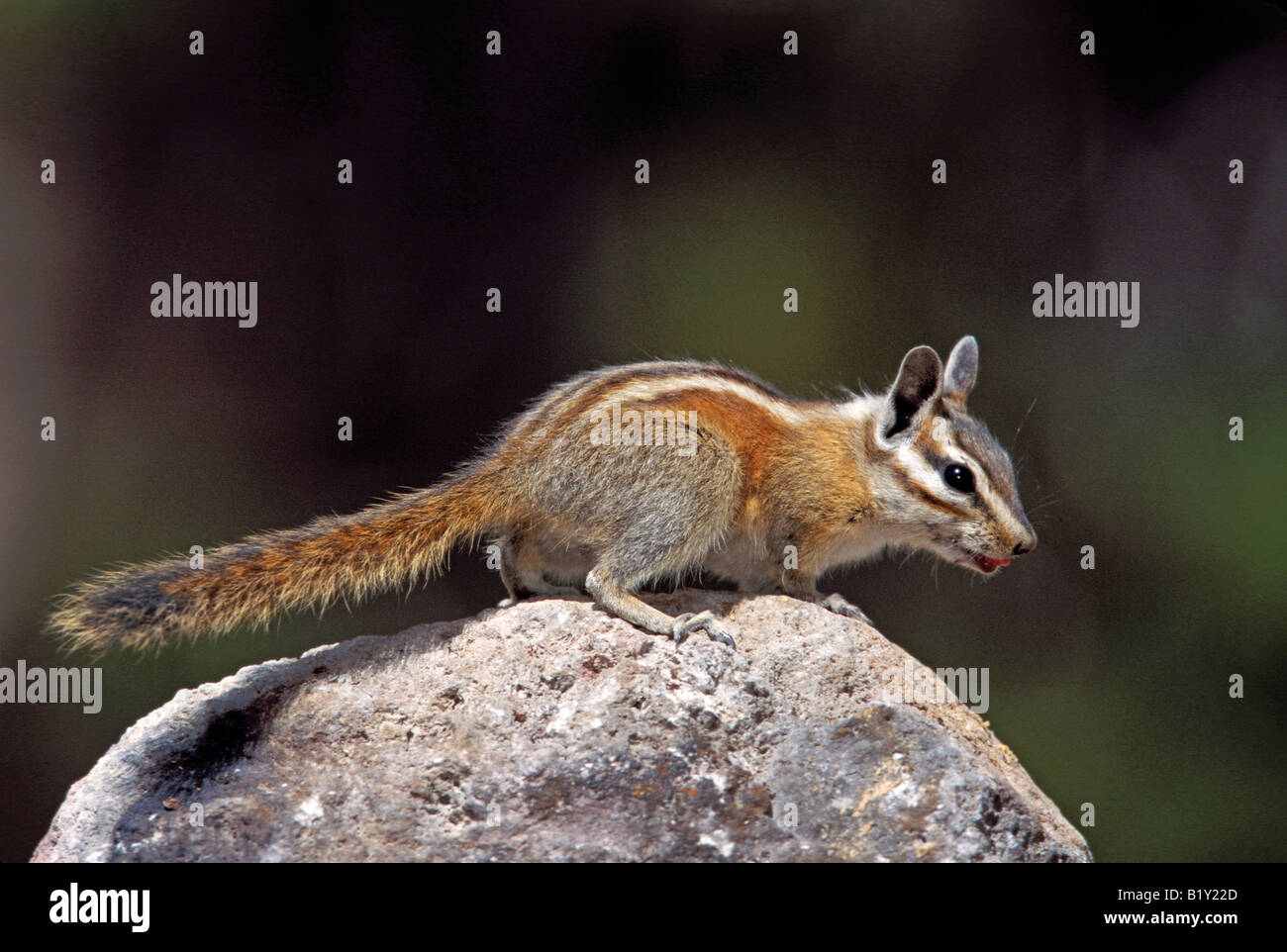 Long-eared Chipmunk Eutamias quadrimaculatus Stock Photo - Alamy