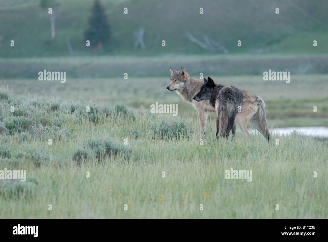 Druid peak pack wolves hi-res stock photography and images - Alamy