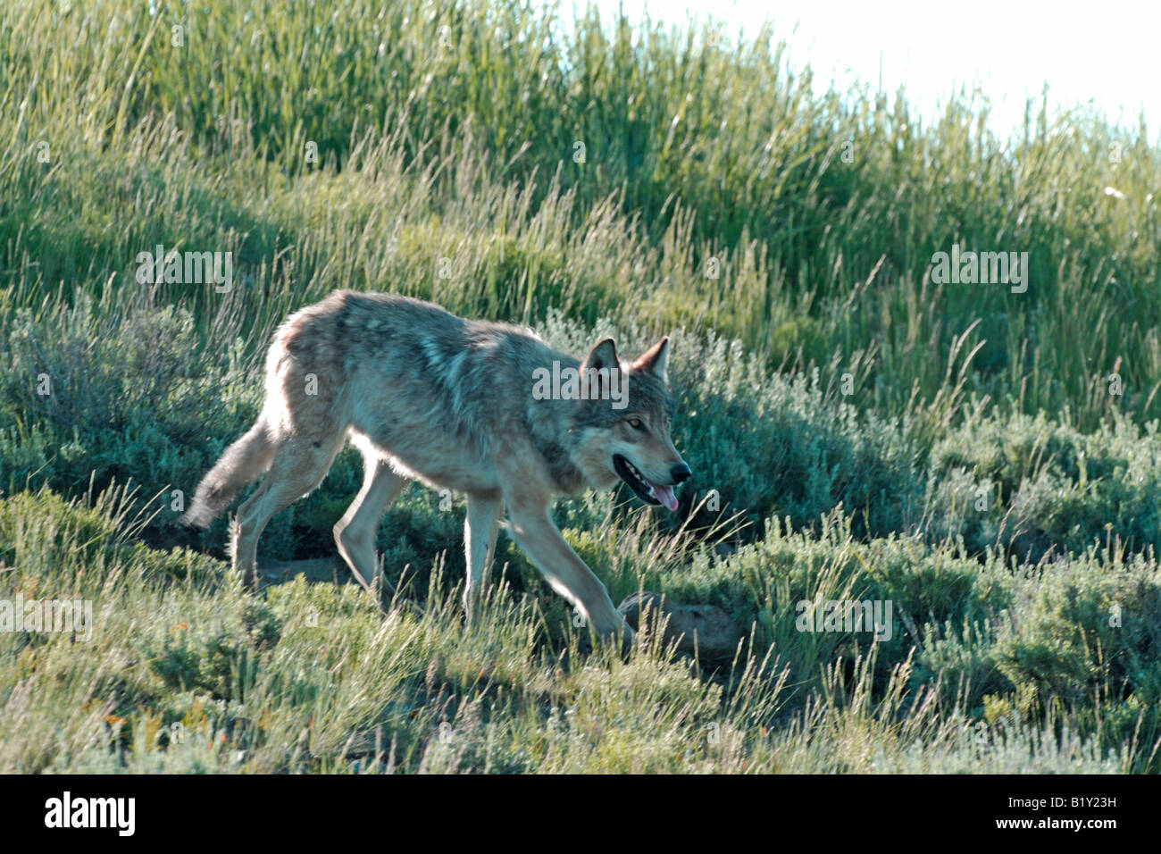 Wolves yellowstone national park hi-res stock photography and images ...