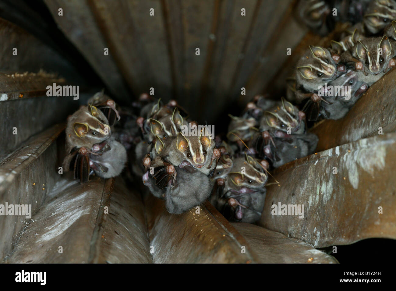 Common tent making bat hi-res stock photography and images - Alamy