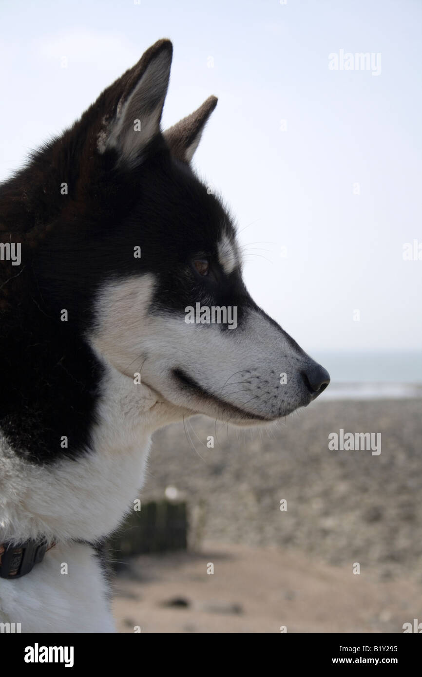 Siberian Husky head Stock Photo - Alamy