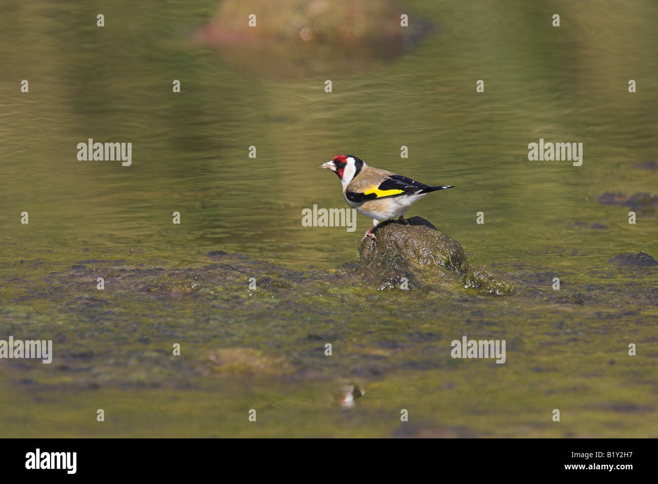 Goldfinch carduelis sitting in hi-res stock photography and images - Alamy