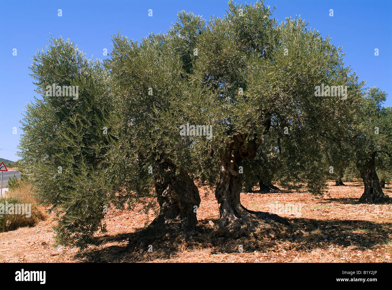 ancient olive tree in the Galilee Israel Stock Photo - Alamy
