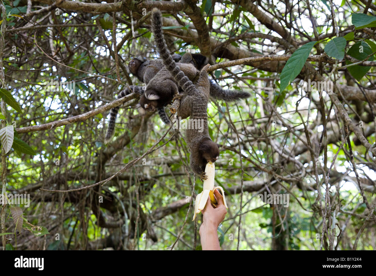 Marmoset feeding hi-res stock photography and images - Alamy