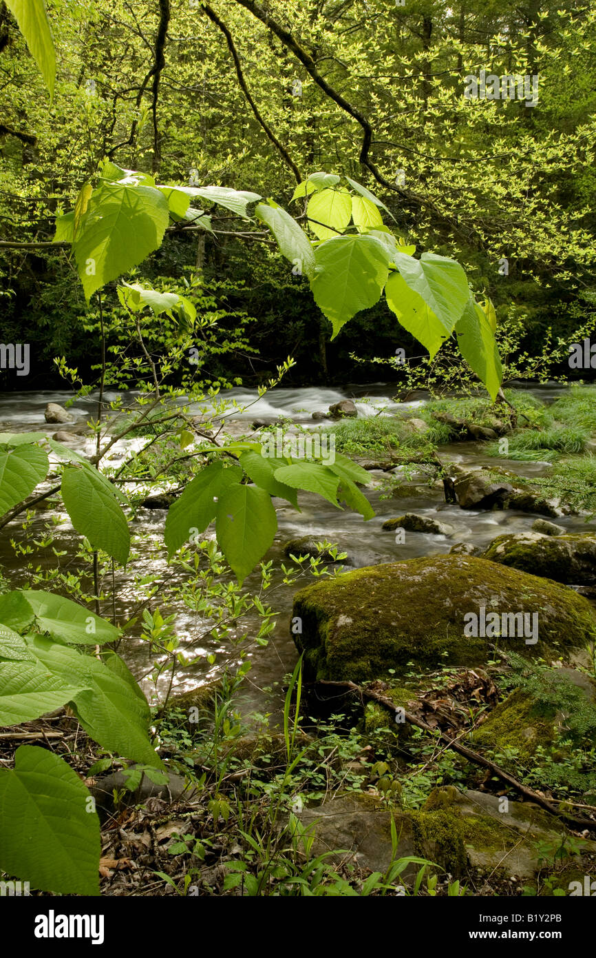 River Foliage Tremont Great Smoky Mountains National Park TN Stock ...