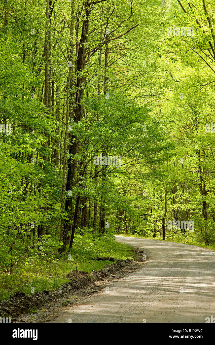 Gravel Road Tremont Great Smoky Mountains National Park TN Stock Photo ...