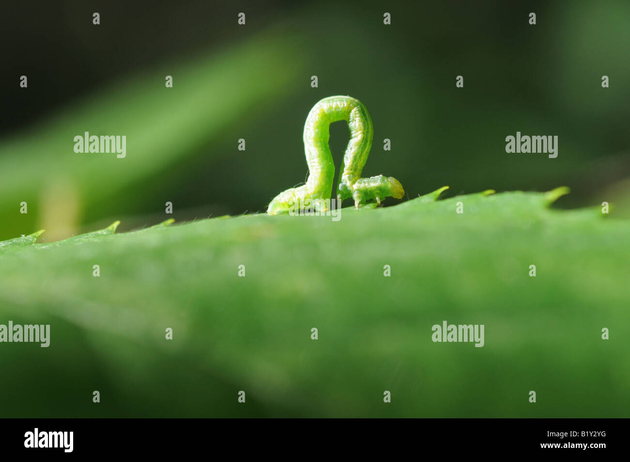 An inchworm bent in mid path, its body forming an “omega” shape, as it ...