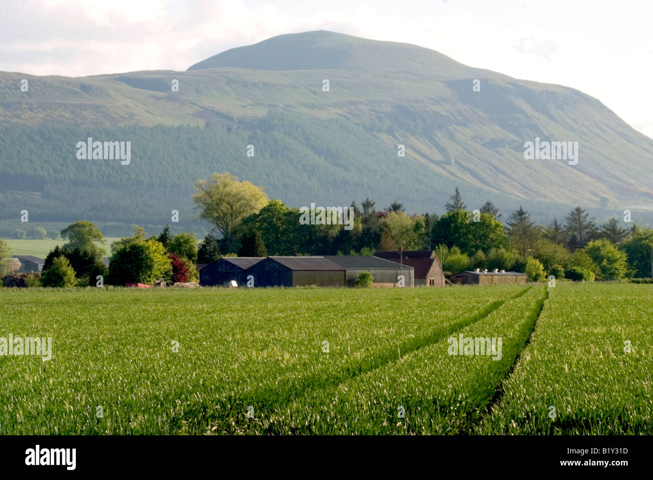 Grass field in Fife during the summer with the Lomond Hills in the ...