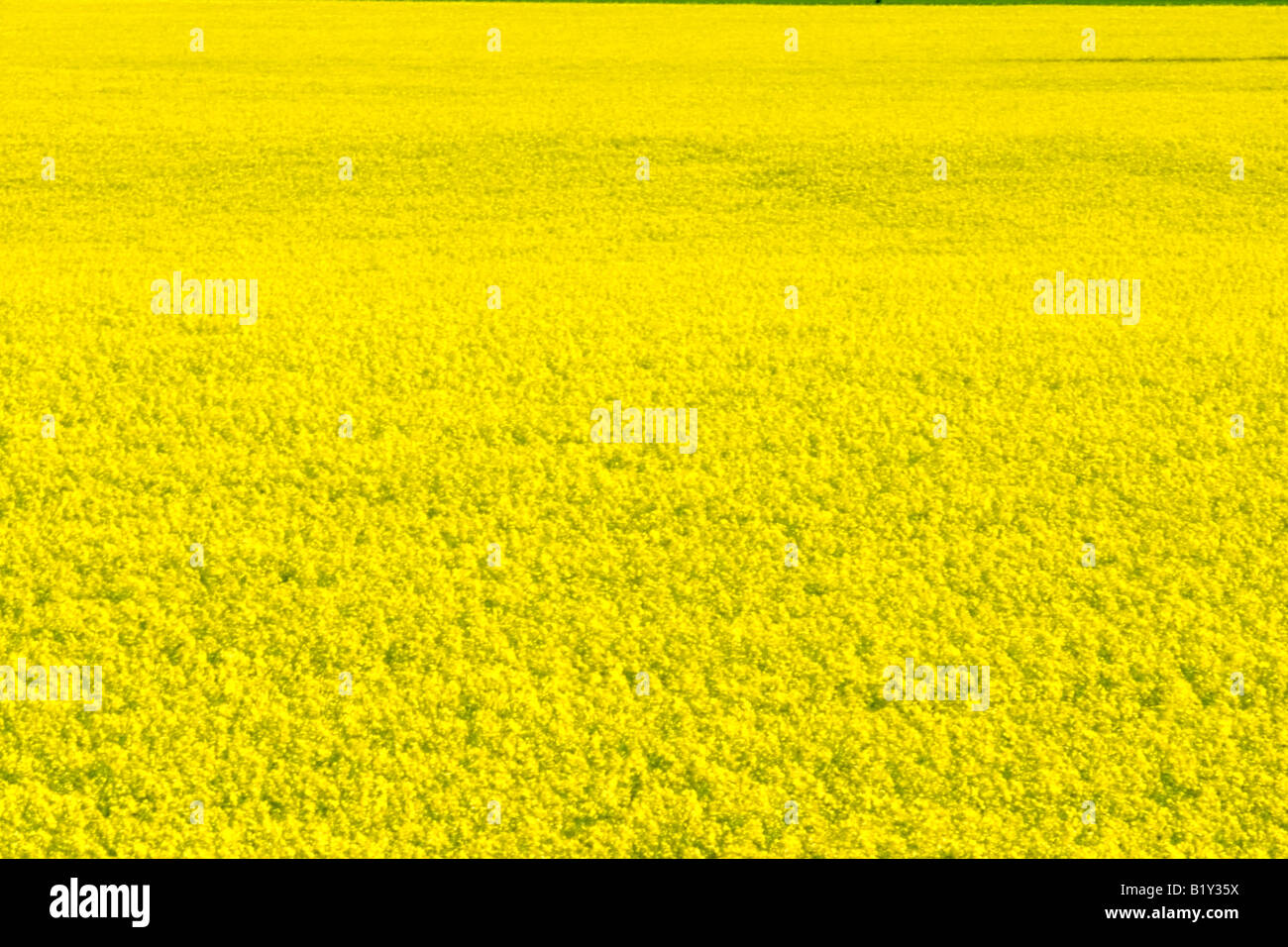 Oil Seed Rape field in Fife, Scotland Stock Photo - Alamy