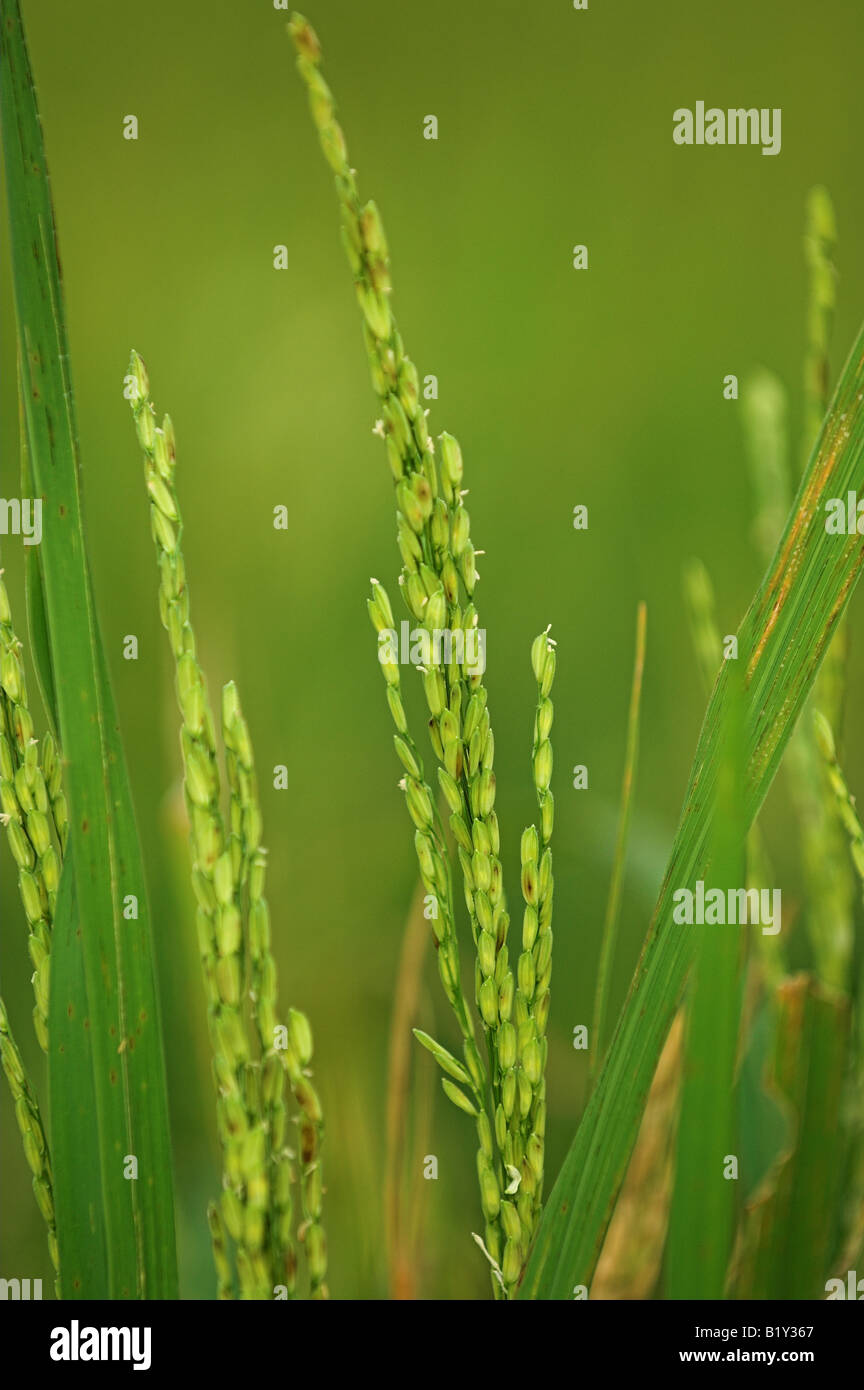 Close up of crop showing ear of Rice plant Uganda Africa Stock Photo ...