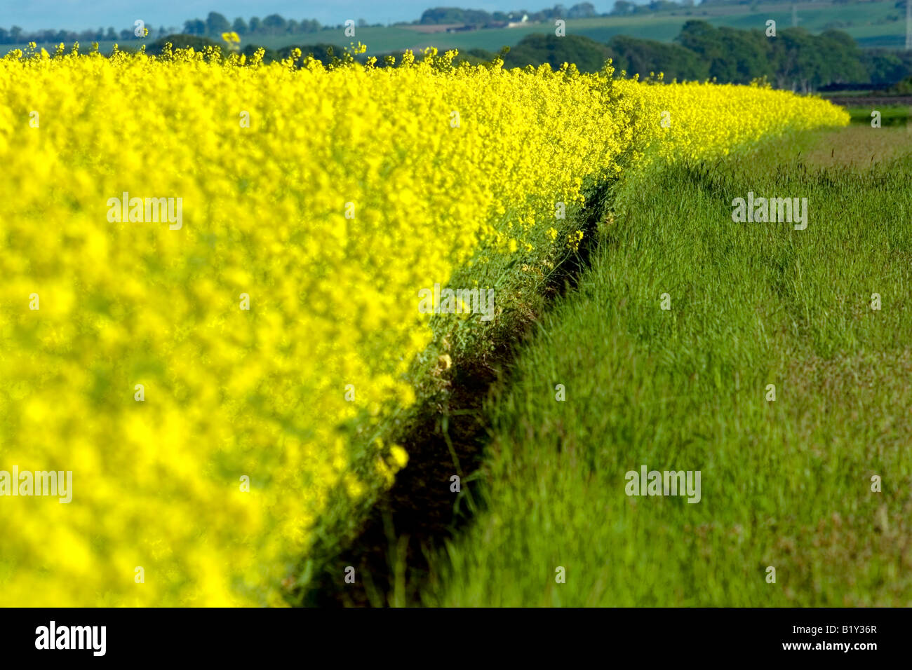 Oil Seed Rape field in Fife, Scotland Stock Photo - Alamy