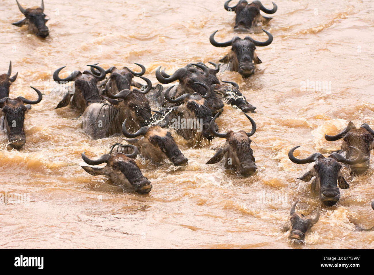 White bearded gnus Stock Photo - Alamy