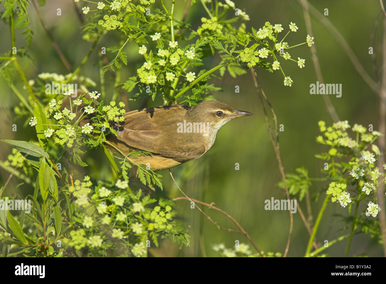 Great Reed Warbler Acrocephalus arundinaceus skulking in undergrowth ...