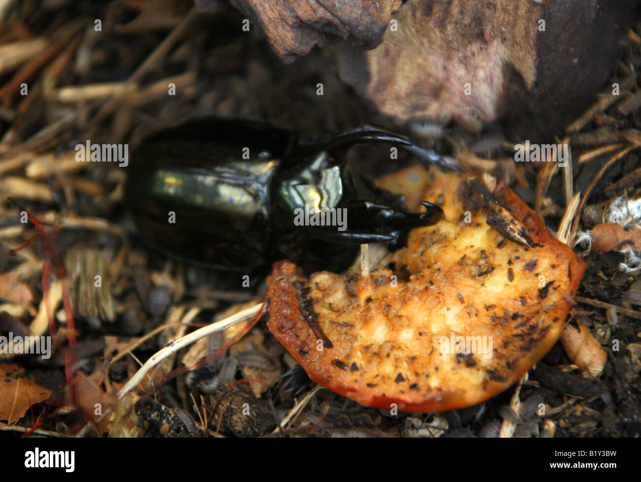 Atlas beetle hi-res stock photography and images - Alamy