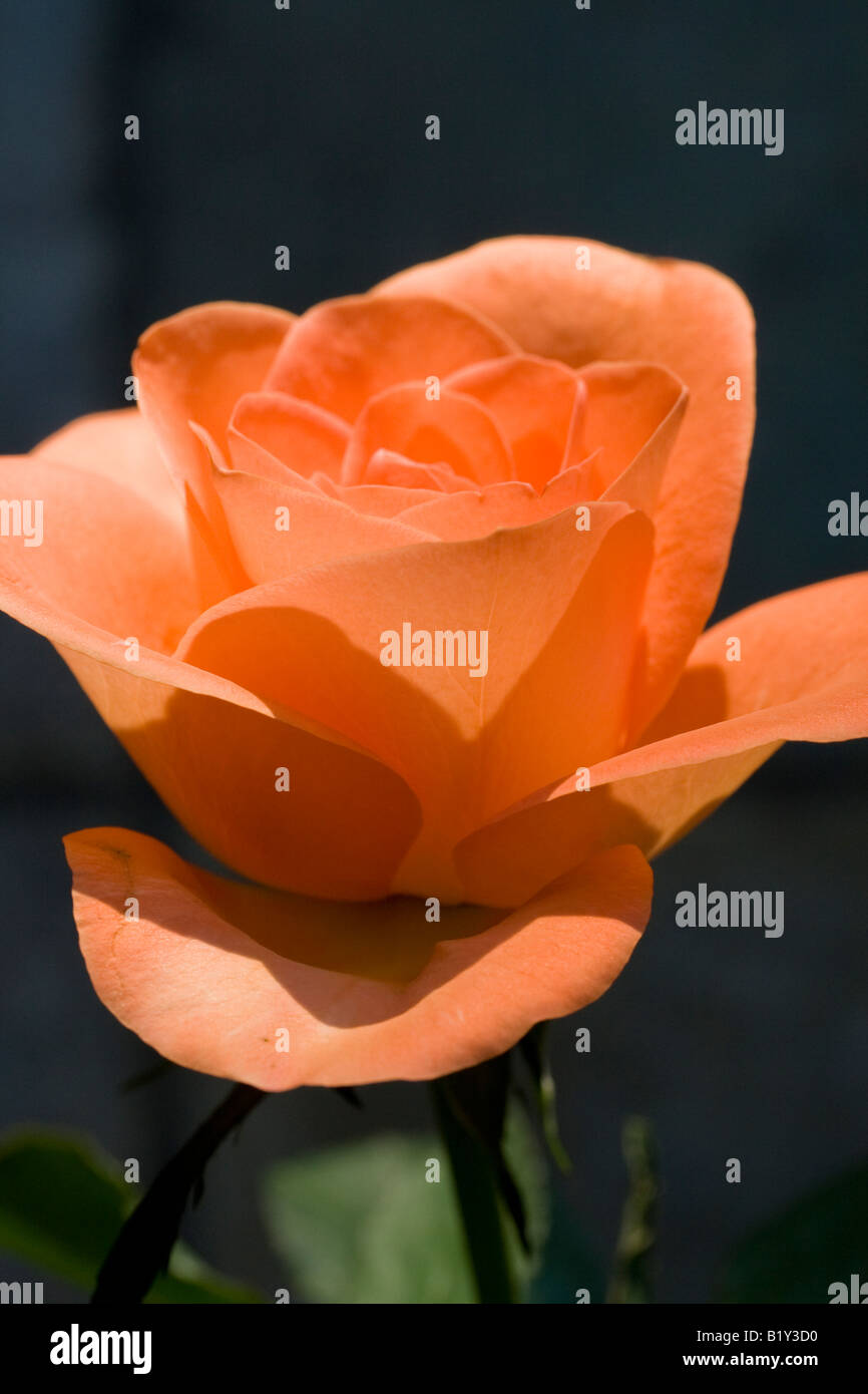 Soft peach colour rose single flower Stock Photo - Alamy