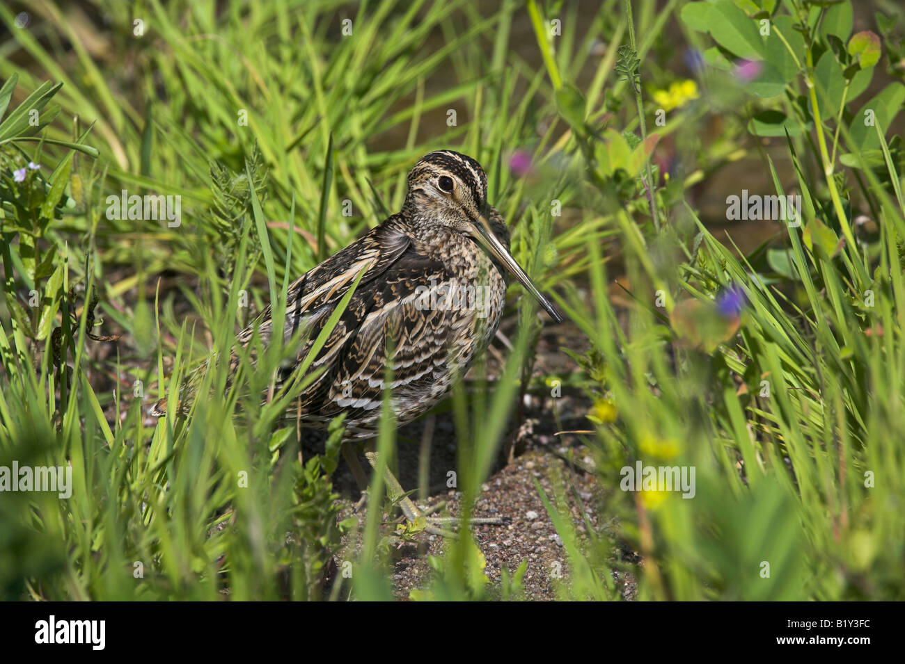 Great Snipe Gallinago media roosting in a ditch near Kalloni, Lesvos ...