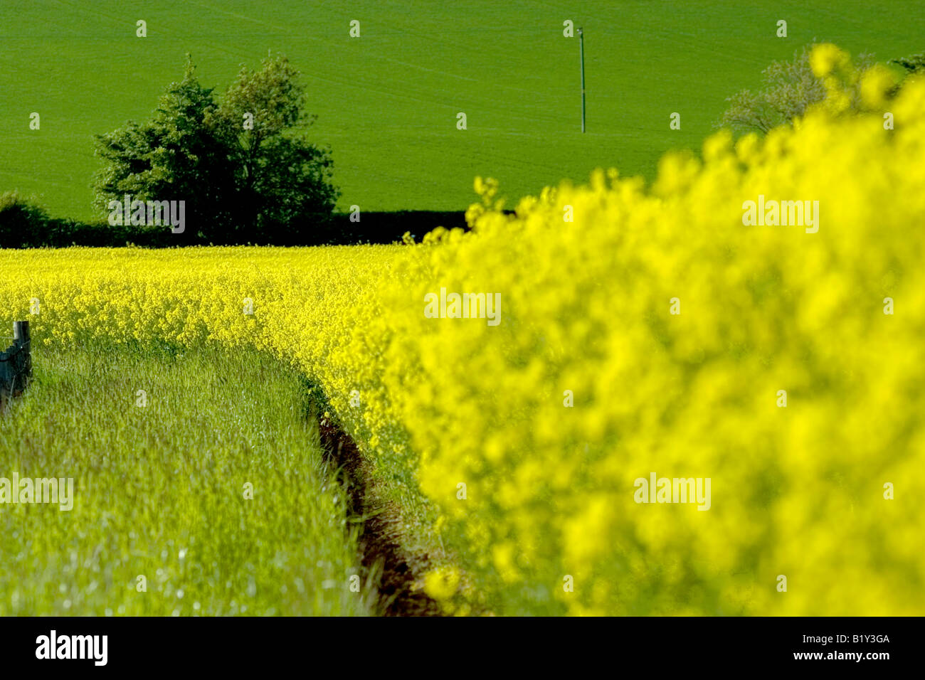 Oil Seed Rape field in Fife, Scotland Stock Photo - Alamy