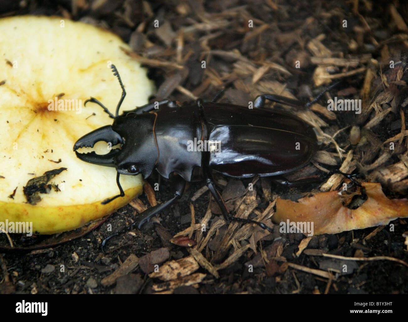 Stag Beetle, Dorcus titanus, Lucanidae, Thailand Stock Photo - Alamy