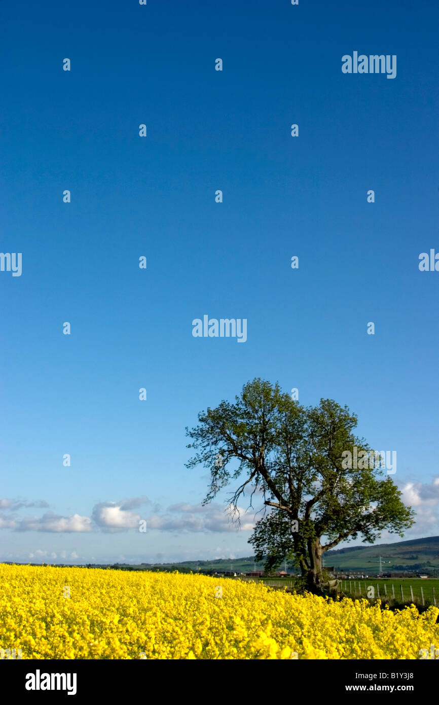 Oil Seed Rape field in Fife, Scotland Stock Photo - Alamy
