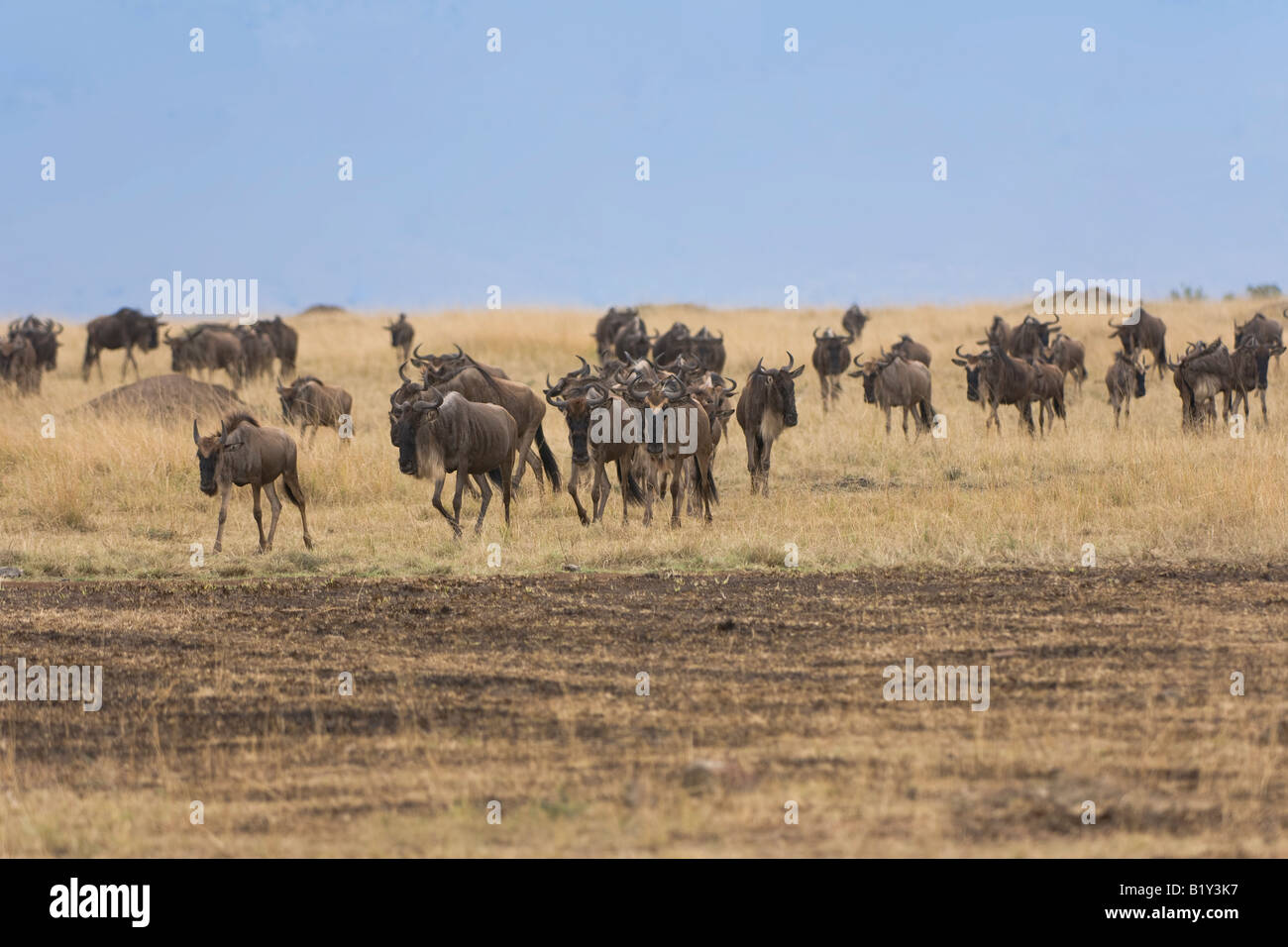 White bearded gnus Stock Photo - Alamy