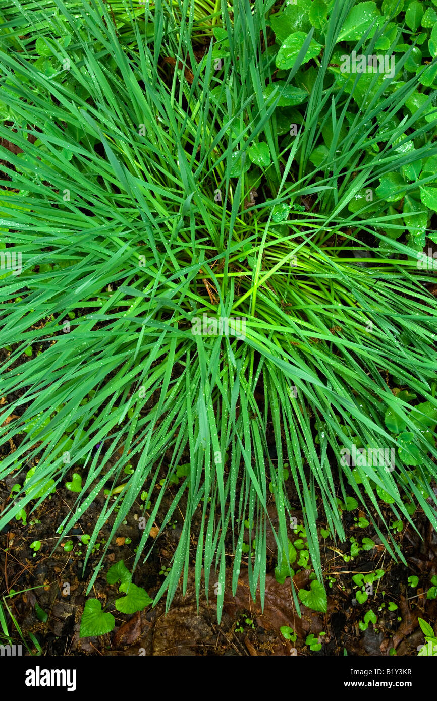 Grass Spring East Tennessee Green Fresh Stock Photo - Alamy