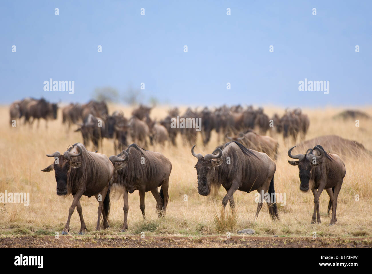 White bearded gnus Stock Photo - Alamy