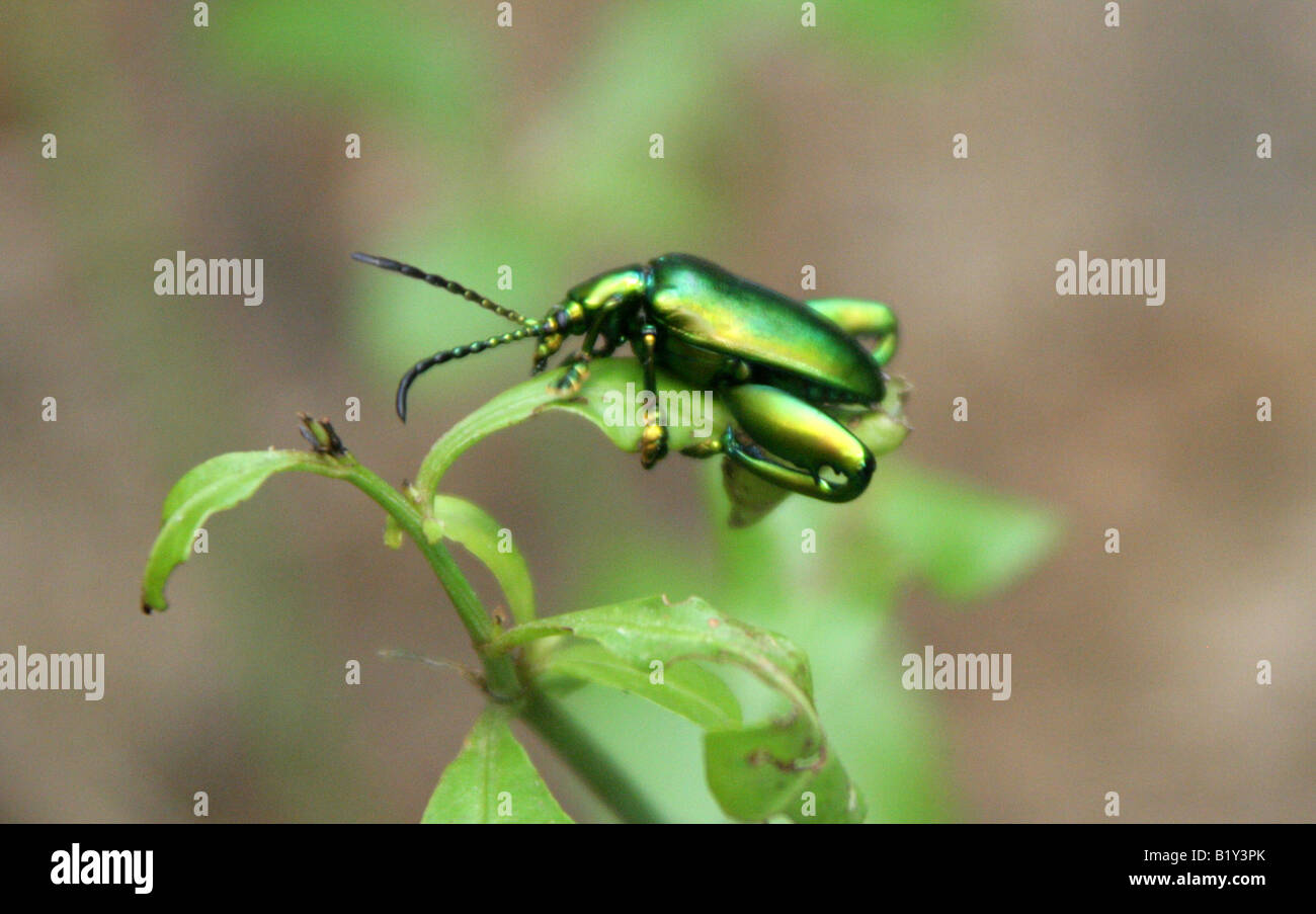 Frog Beetle Sagra sp Stock Photo - Alamy