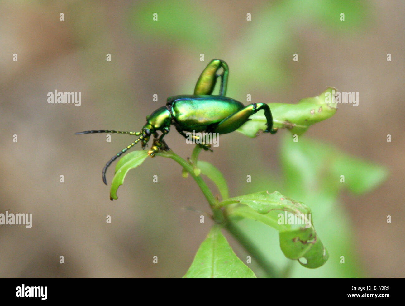 Frog Beetle, Sagra sp Stock Photo - Alamy
