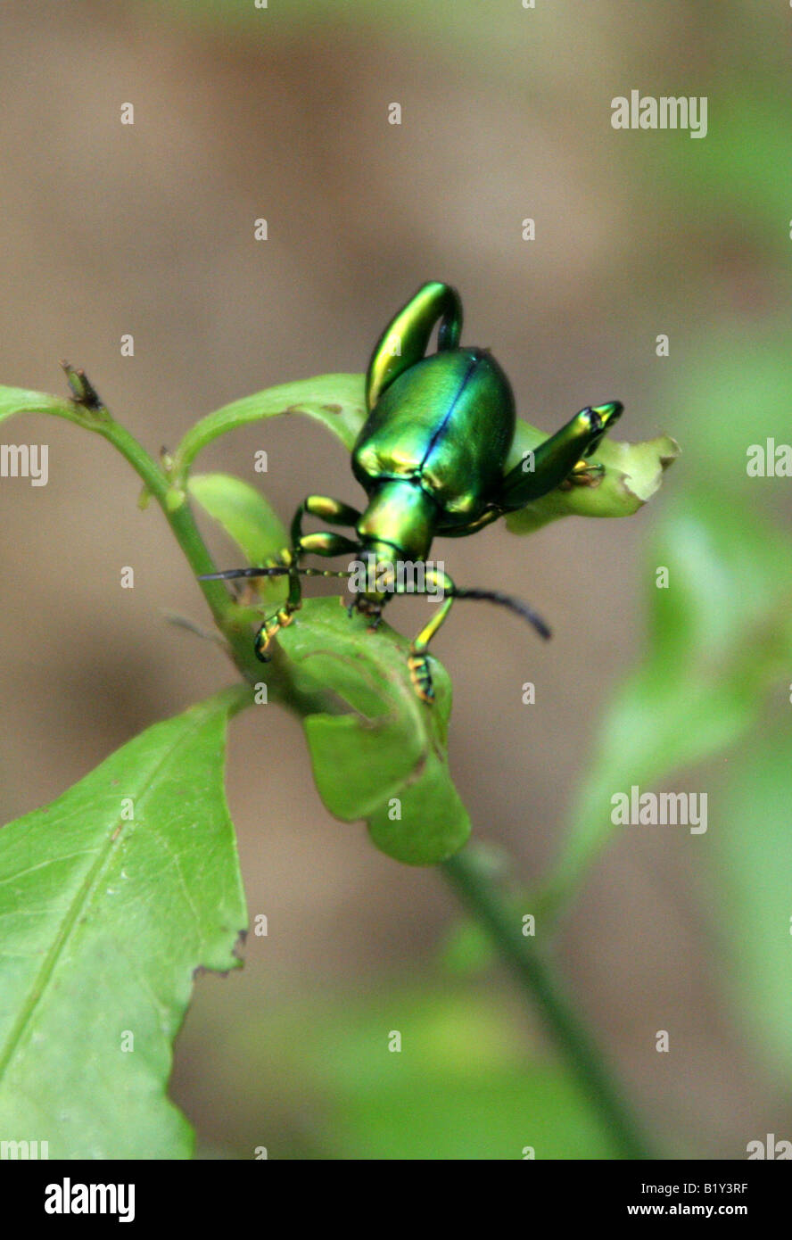 Frog Beetle, Sagra sp Stock Photo - Alamy