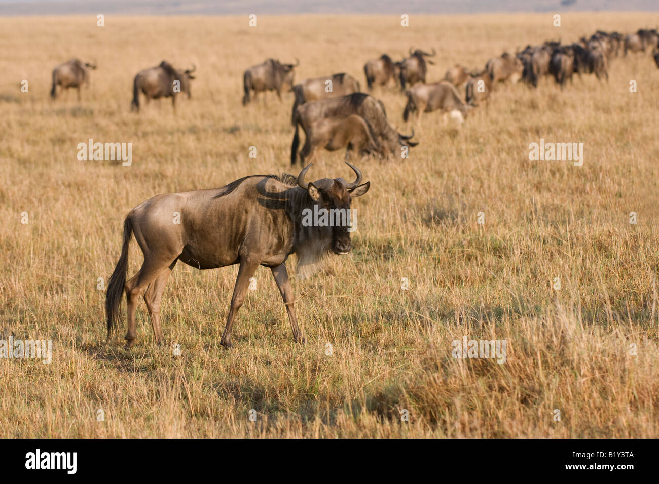 White bearded gnus Stock Photo - Alamy