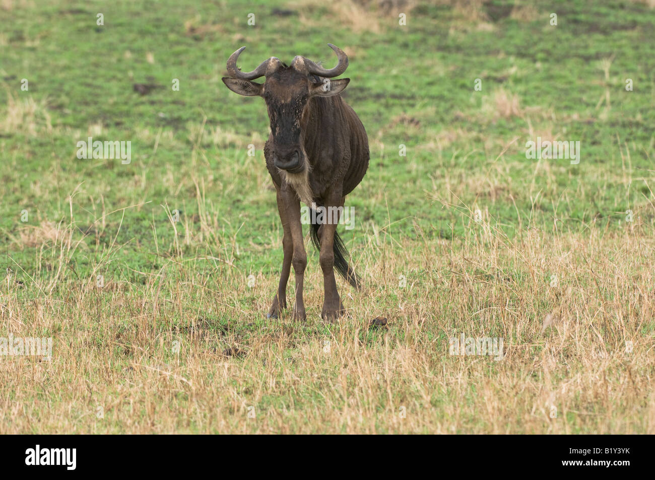 Gnus africa hi-res stock photography and images - Alamy