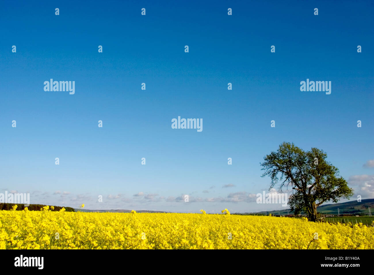 Oil Seed Rape field in Fife, Scotland Stock Photo - Alamy