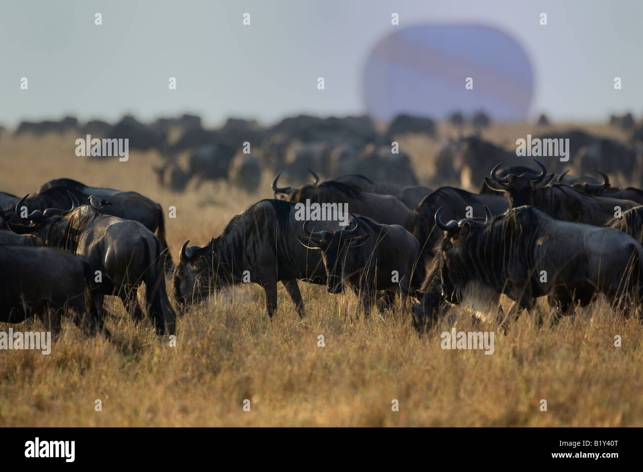 White bearded gnus Stock Photo - Alamy