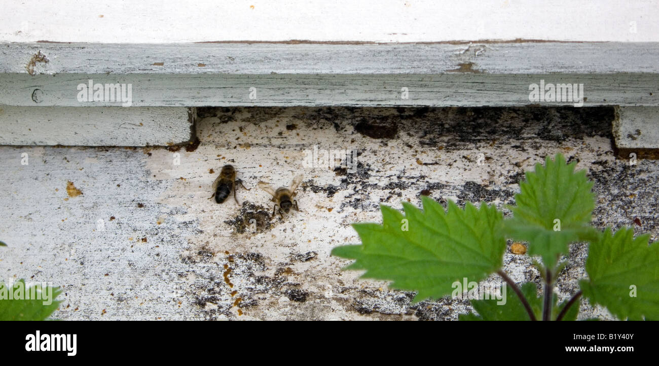Leaving hive hi-res stock photography and images - Alamy
