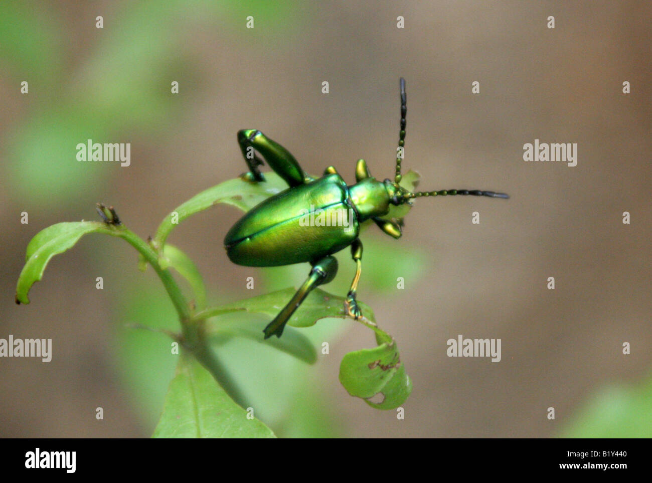 Frog Beetle, Sagra sp Stock Photo - Alamy