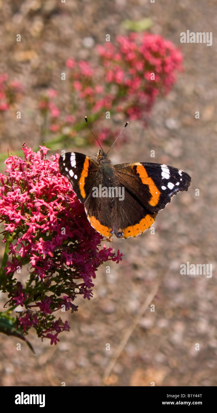 Red Admiral butterfly Vanessa atalanta Stock Photo - Alamy